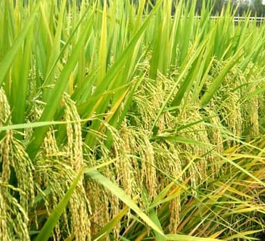 Trial: Polysulphate boosts Paddy in India | ICL India