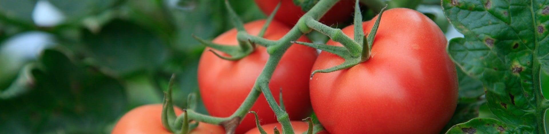 Tomato Nutrient Management Guide – Day Wise Schedule | ICL India