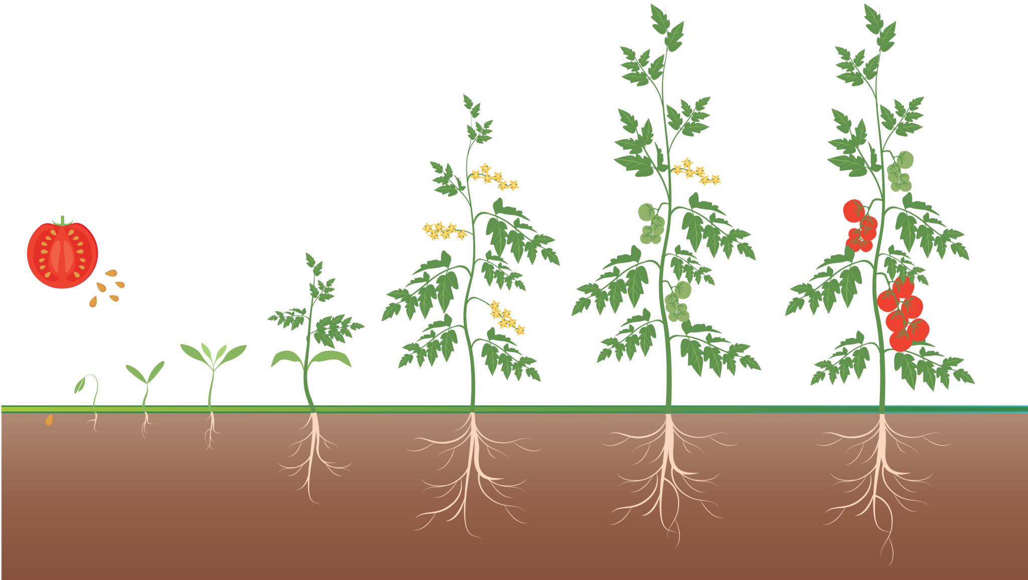 Tomato Nutrient Management Guide – Day Wise Schedule | ICL India